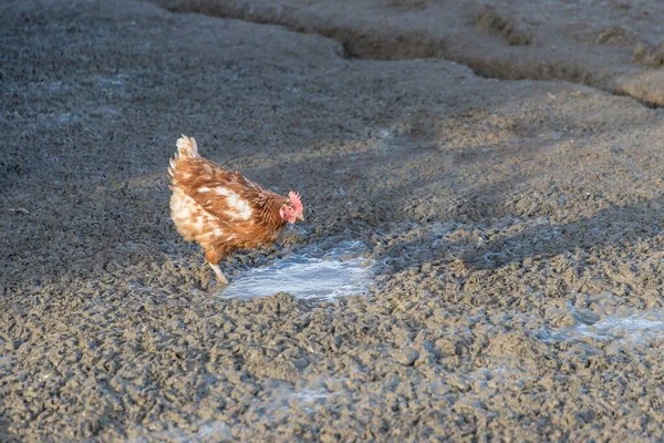 Chicken drinking water Stock Photos, Royalty Free Chicken drinking ...