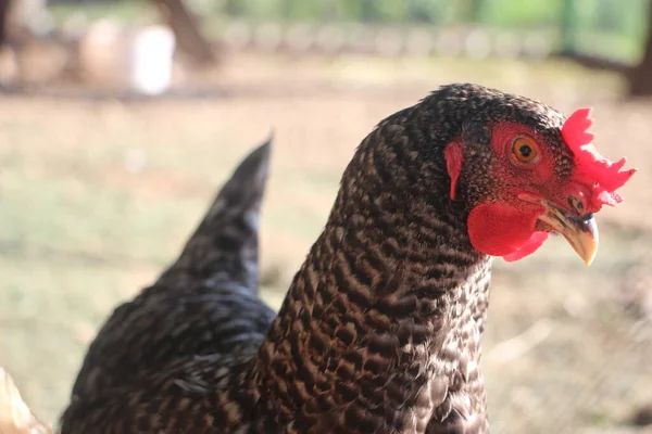 Razas de pollo Stock Photos, Royalty Free Razas de pollo Images ...