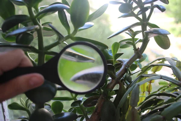 Magnifying glass and plant Stock Photos, Royalty Free Magnifying glass ...