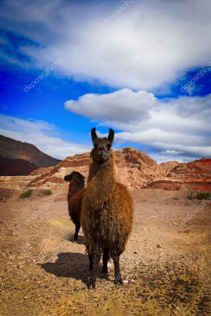 Una llama argentina. Es un animal de carga similar a un camello.. 2024