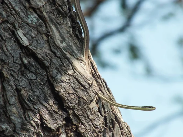 Snake around tree Stock Photos, Royalty Free Snake around tree Images ...
