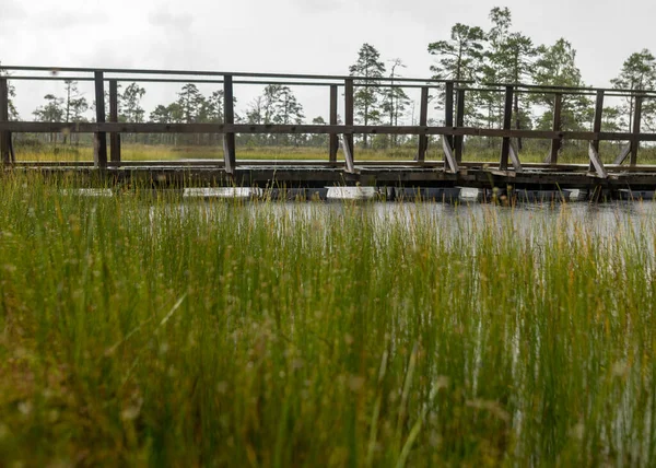 Everglades structures Stock Photos, Royalty Free Everglades structures ...