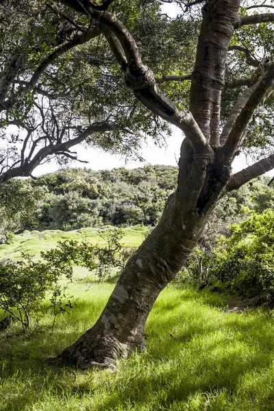 Crooked tree trunk in a green patch of grass with forest in the ...