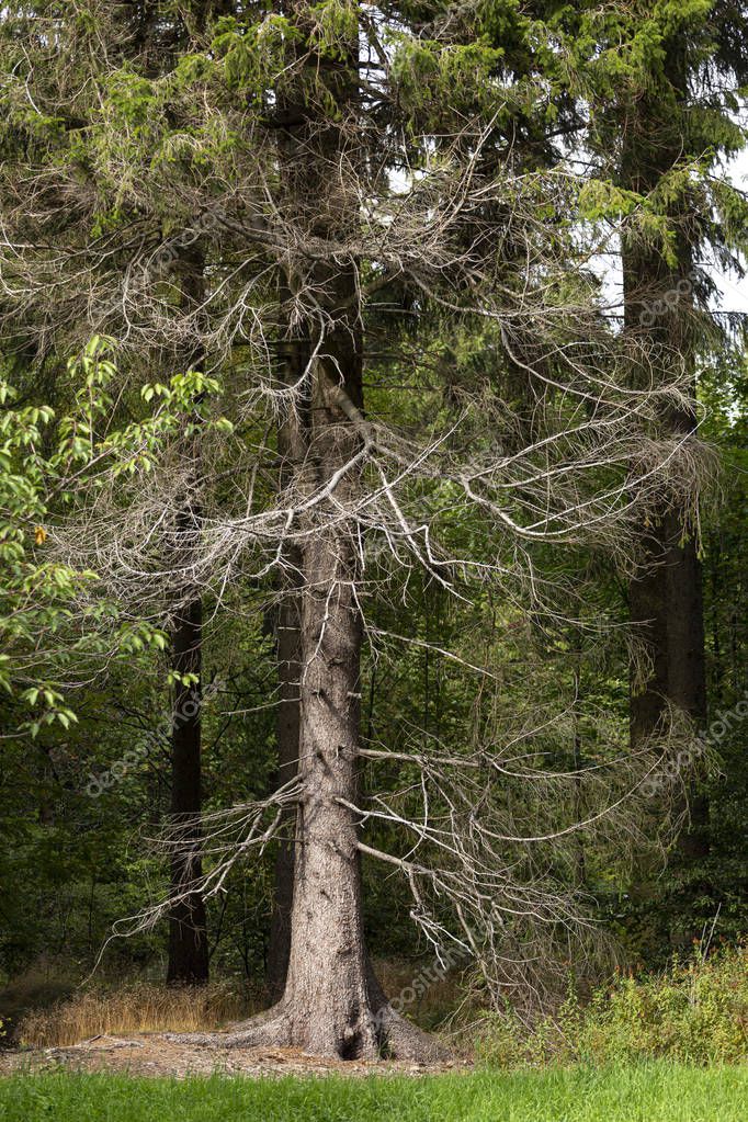 Árbol iluminado por la luz del sol con ramas secas muertas y tronco ...