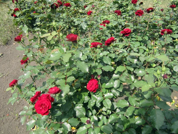 Jardim de rosas Stock Photos, Royalty Free Jardim de rosas Images ...