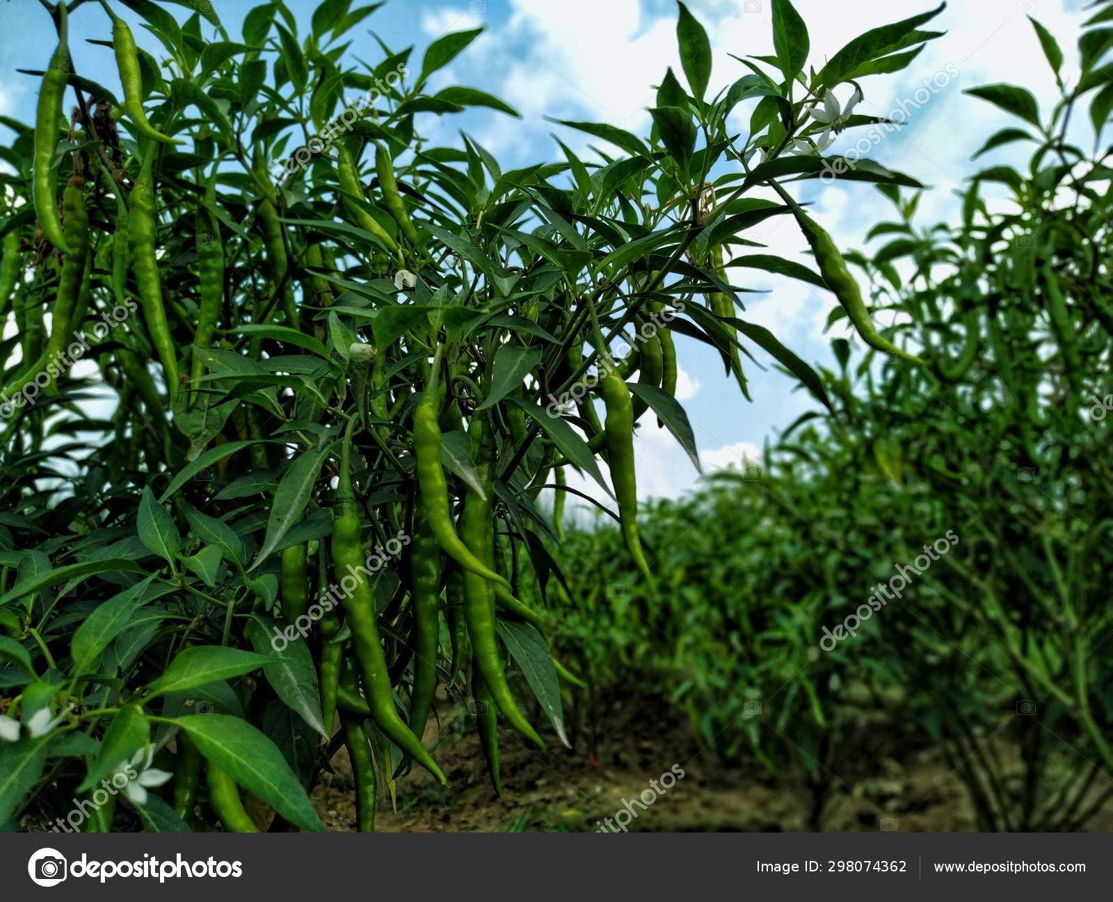 Small Plan Chilli Having New Pods Green Chilli It's Green — Stock Photo ...