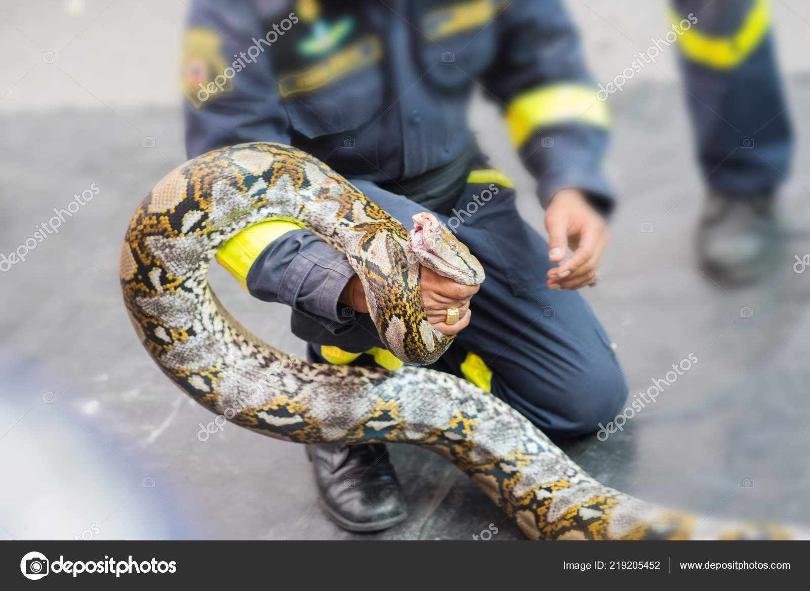 Snake Eats Security Guard