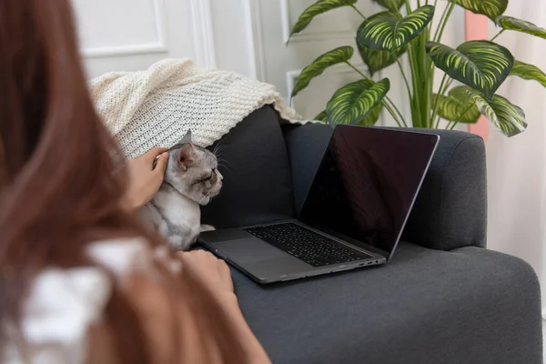 Cat looking at computer screen. Cat surfing internet on laptop. - Stock ...