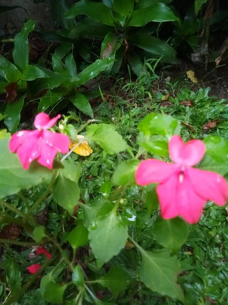 Laman yani flora Stock Photos, Royalty Free Laman yani flora Images ...