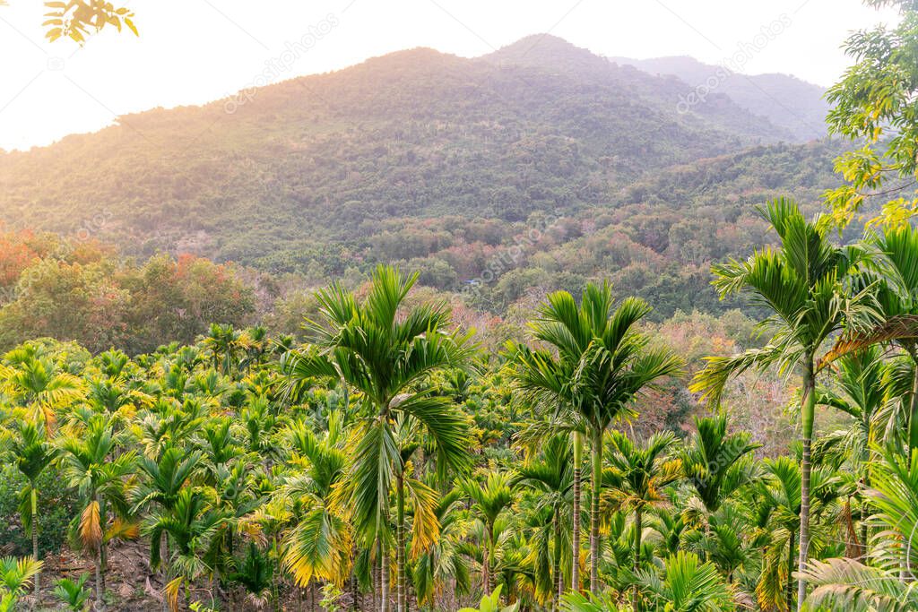 La increíble vista de las selvas en el parque nacional Yanoda Rain ...
