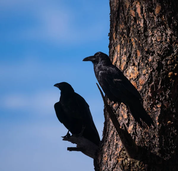 Two crows Stock Photos, Royalty Free Two crows Images | Depositphotos