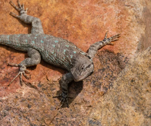 Lagarto com manchas coloridas Stock Photos, Royalty Free Lagarto com ...