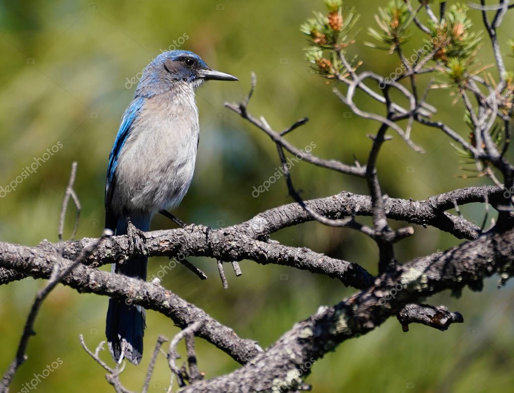 Acercamiento de un Jay pecho gris encaramado en una rama de pino piñón ...