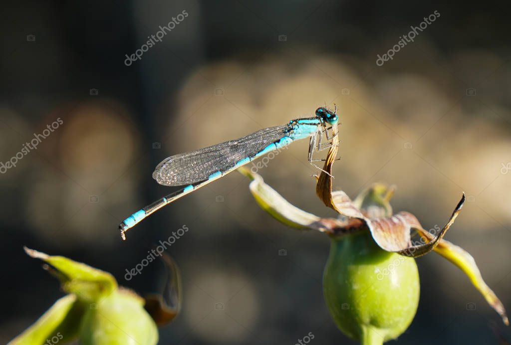 Primer plano de una damisela brillantemente coloreada sentada sobre los ...