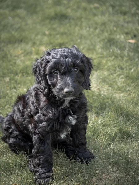 Black Cockapoo Full Grown