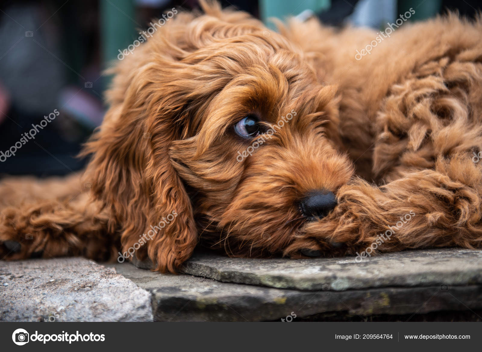 Pictures: baby cockapoo | Young Red Cockapoo Puppy Lying Relaxing ...
