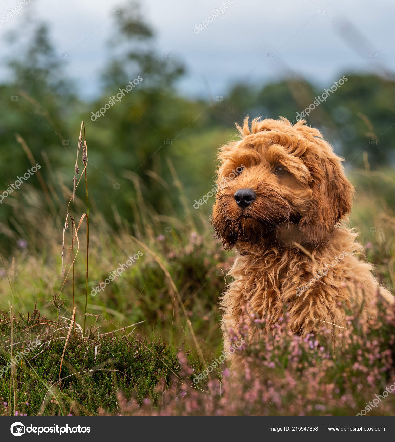Cachorro Cockapoo Cockapoo Ideas | Cockapoo, Cute Puppies, Cute Dogs