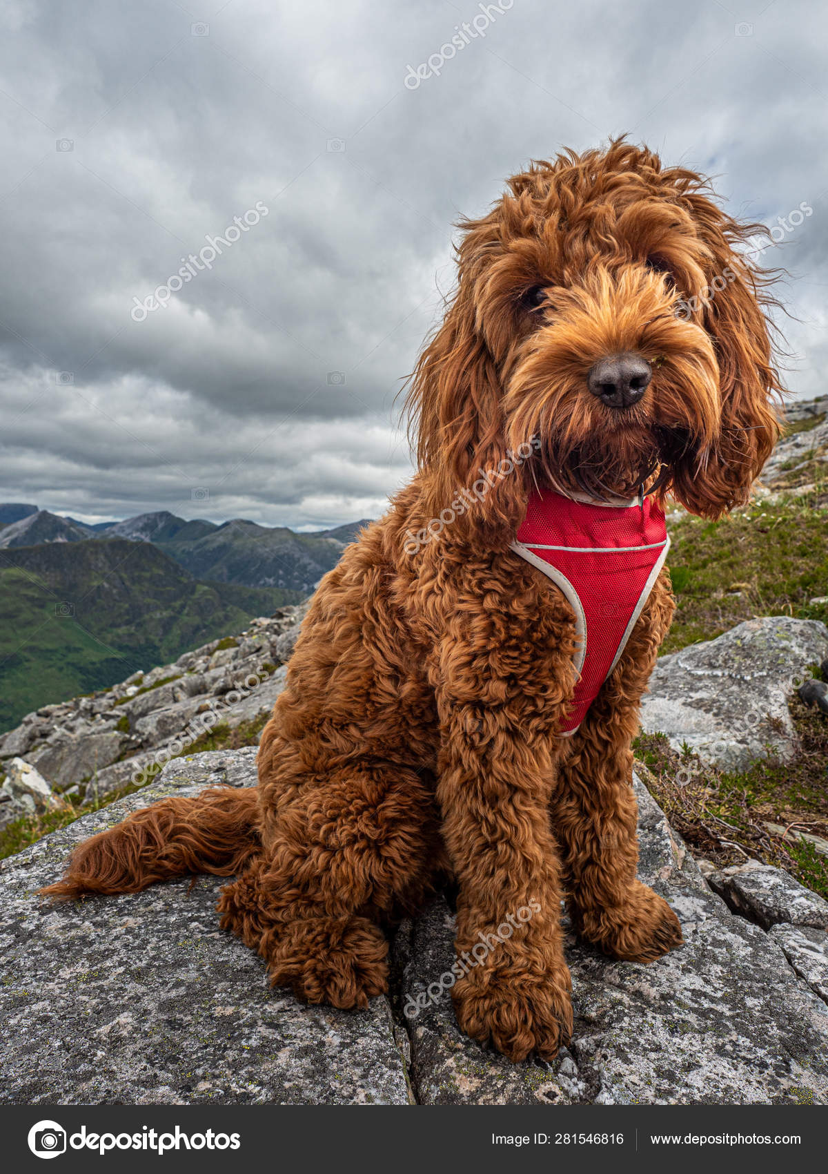 Cockapoo Vermelho Adulto