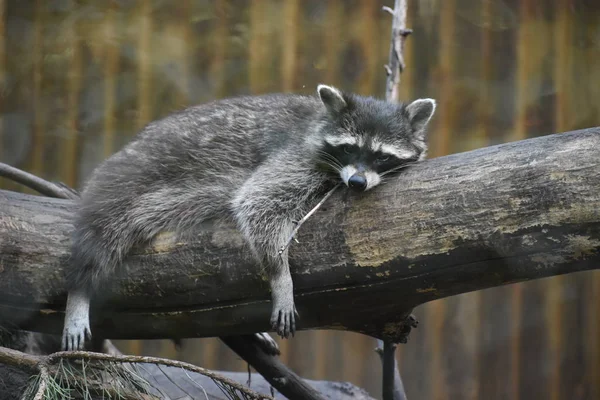 Drunk raccoon Stock Photos, Royalty Free Drunk raccoon Images ...