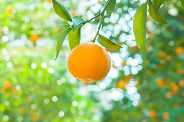 Orange tree background Stock Photos, Royalty Free Orange tree ...