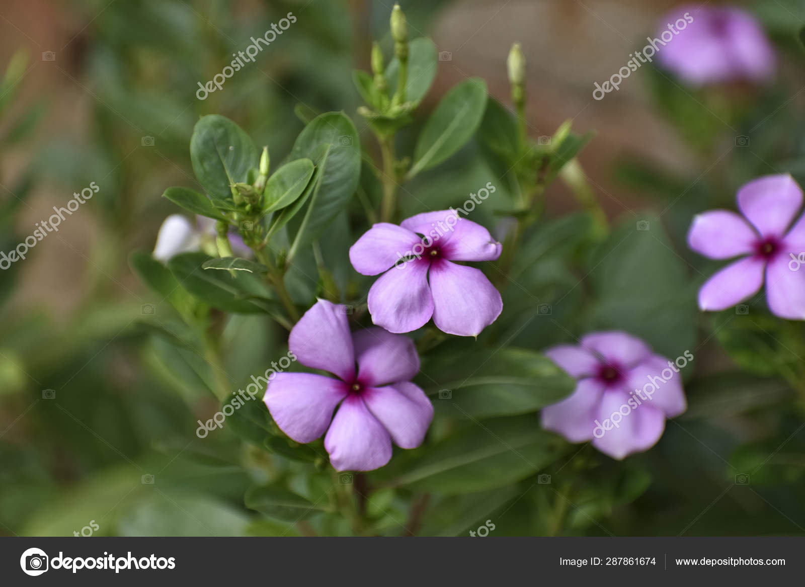 Rosy Periwinkle Plant