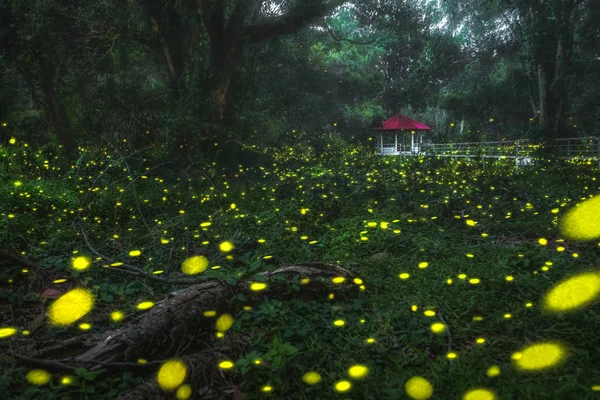 Fireflies Stock Photos, Royalty Free Fireflies Images | Depositphotos