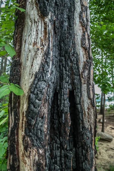 Burnt tree Stock Photos, Royalty Free Burnt tree Images | Depositphotos