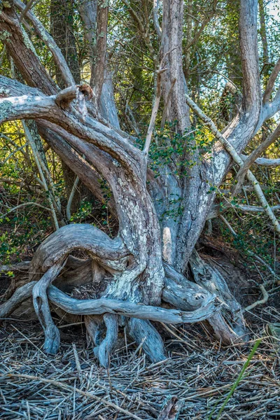Tangled up roots Stock Photos, Royalty Free Tangled up roots Images ...
