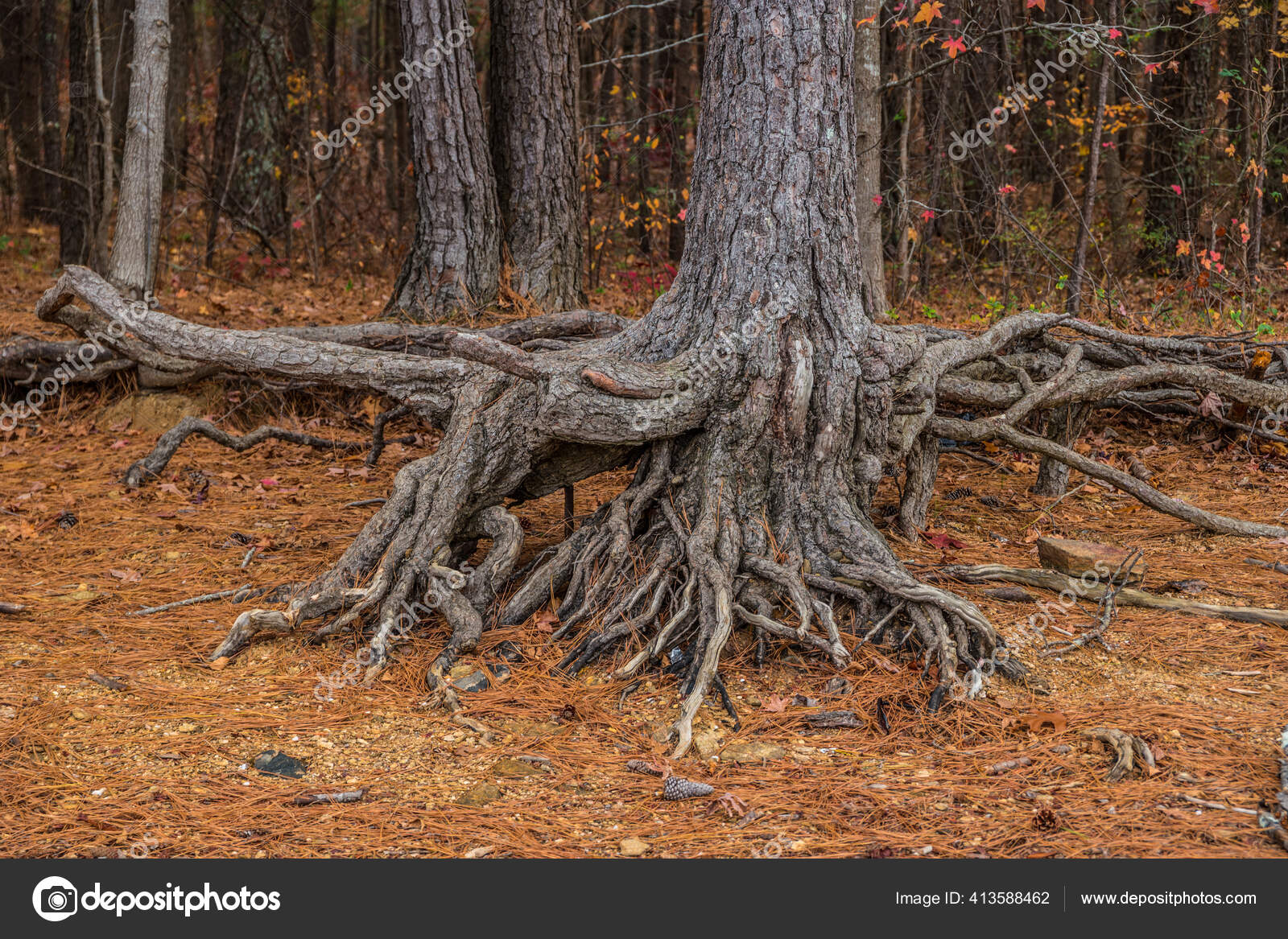 Twisted Tree Trunk