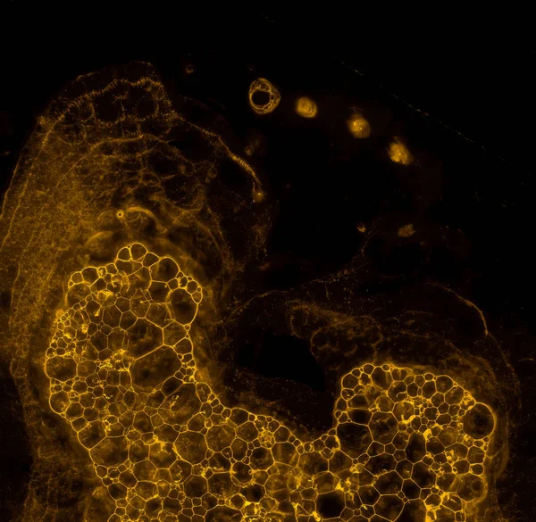 A ginger cell Stock Photos, Royalty Free A ginger cell Images ...