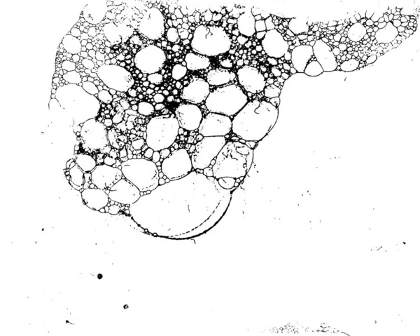 Estructura de poro Stock Photos, Royalty Free Estructura de poro Images ...