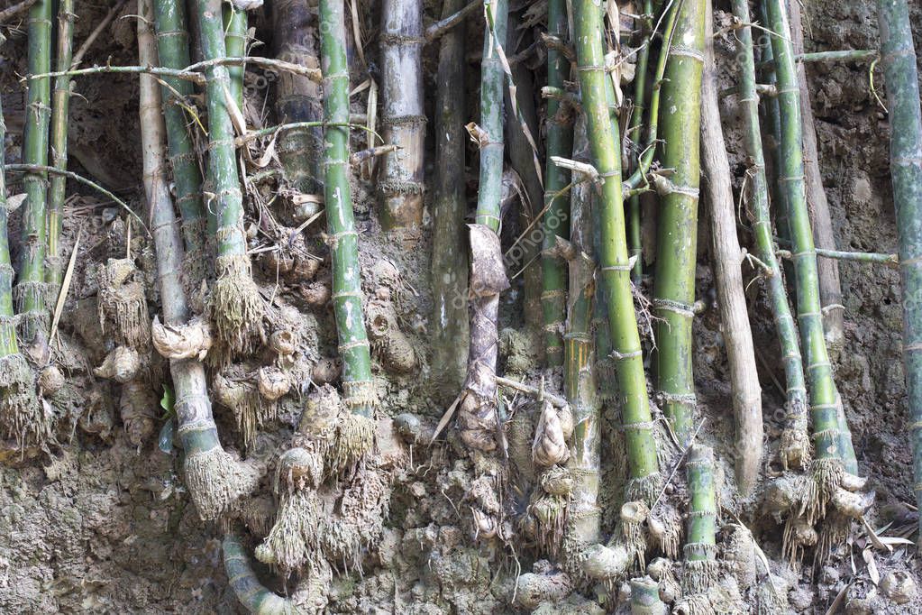 Raíces de bambú raíces subterráneas. 2022