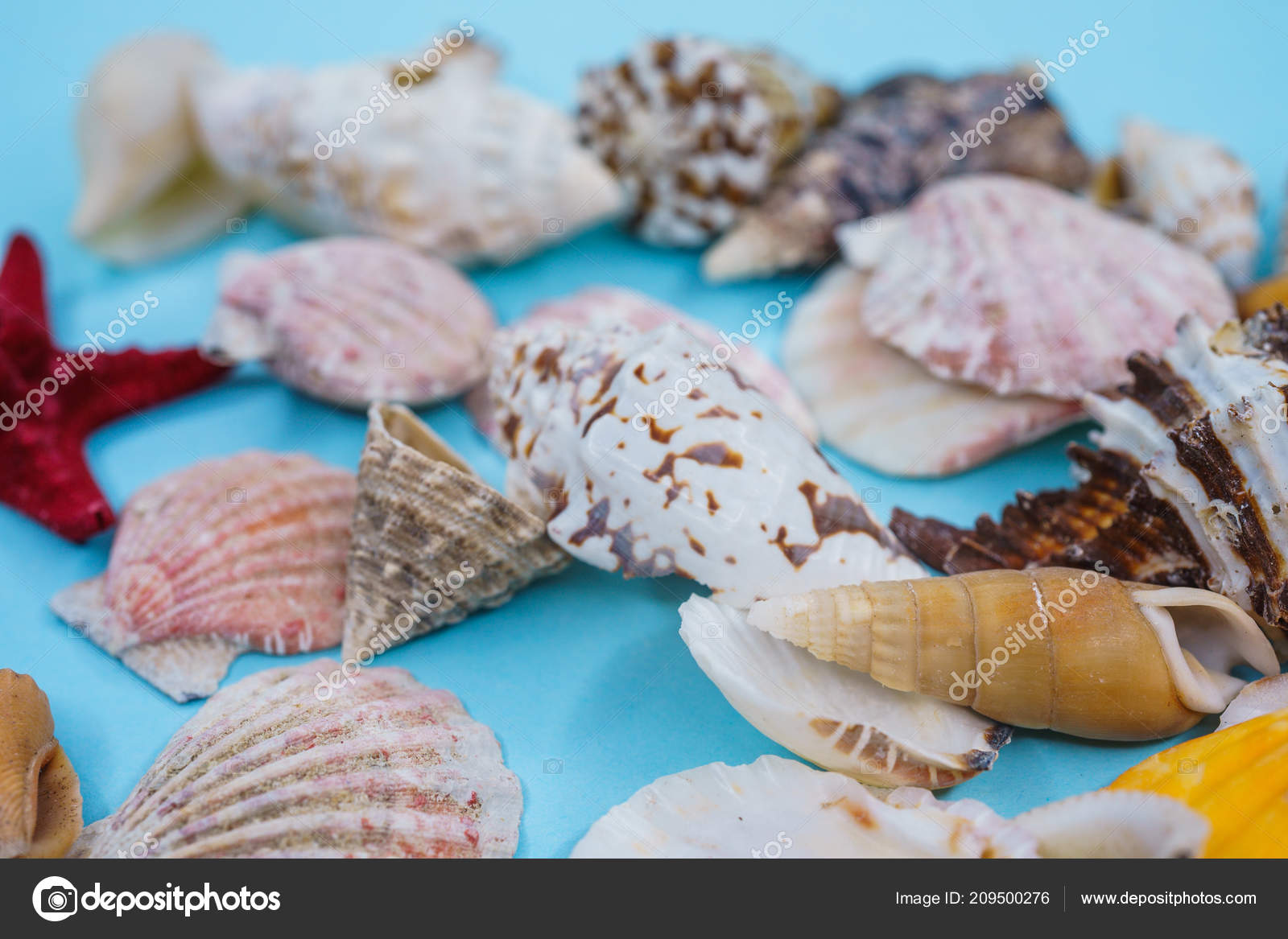 Background Sea Shells Blue Background Stock Photo by ©aallm 209500276