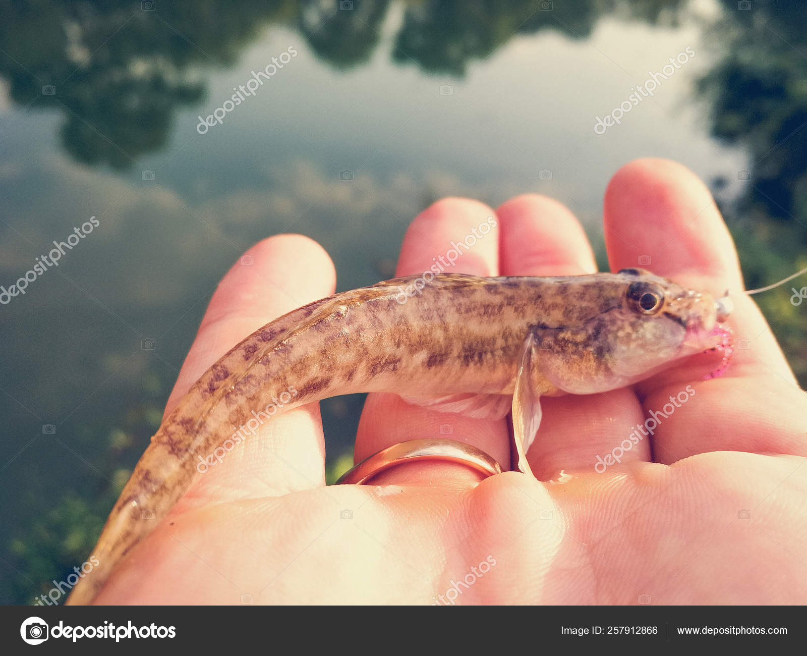 Caught Fish Hand Lake — Stock Photo © aallm #257912866