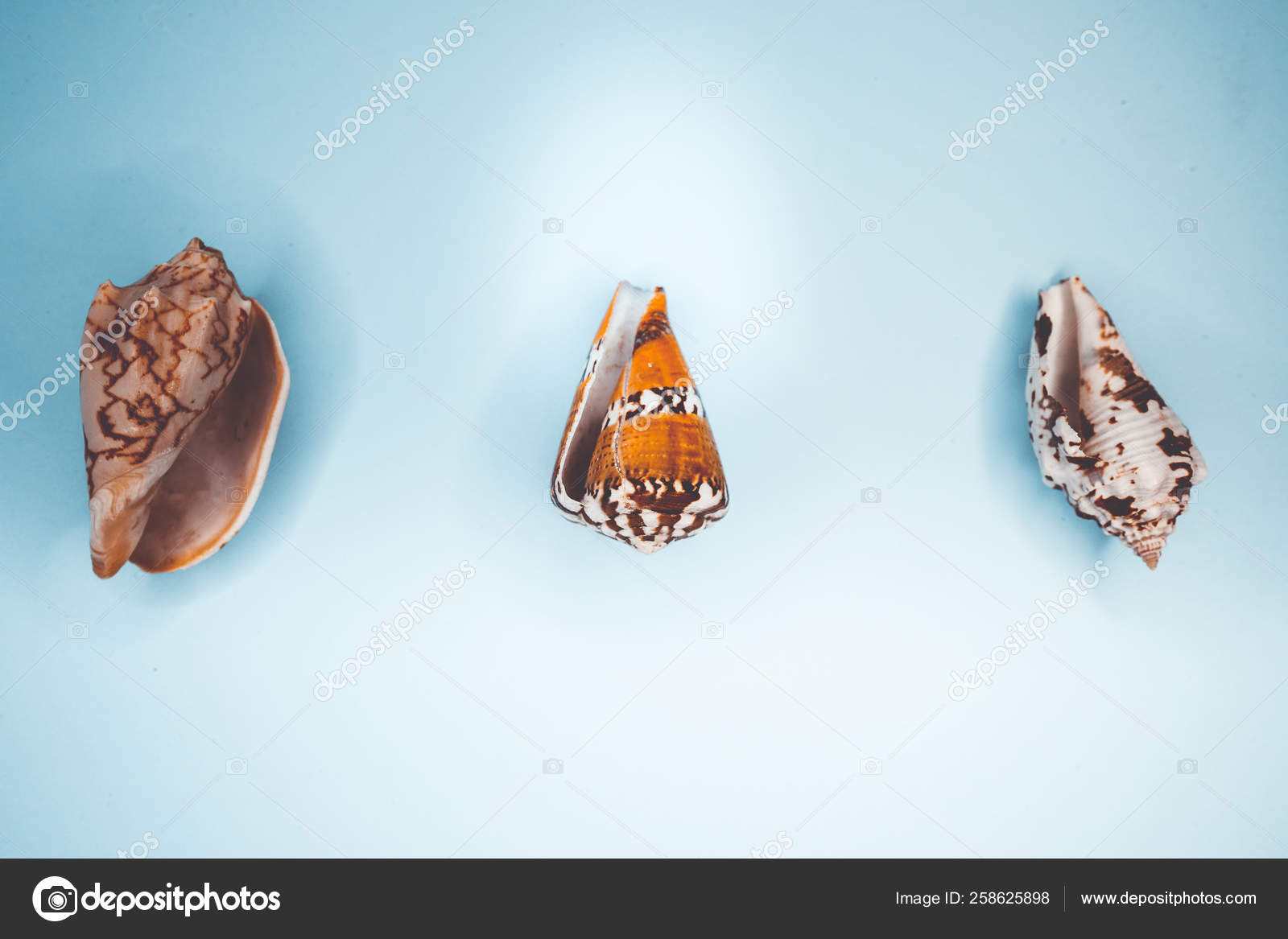 Sea Shells Blue Background — Stock Photo © aallm #258625898