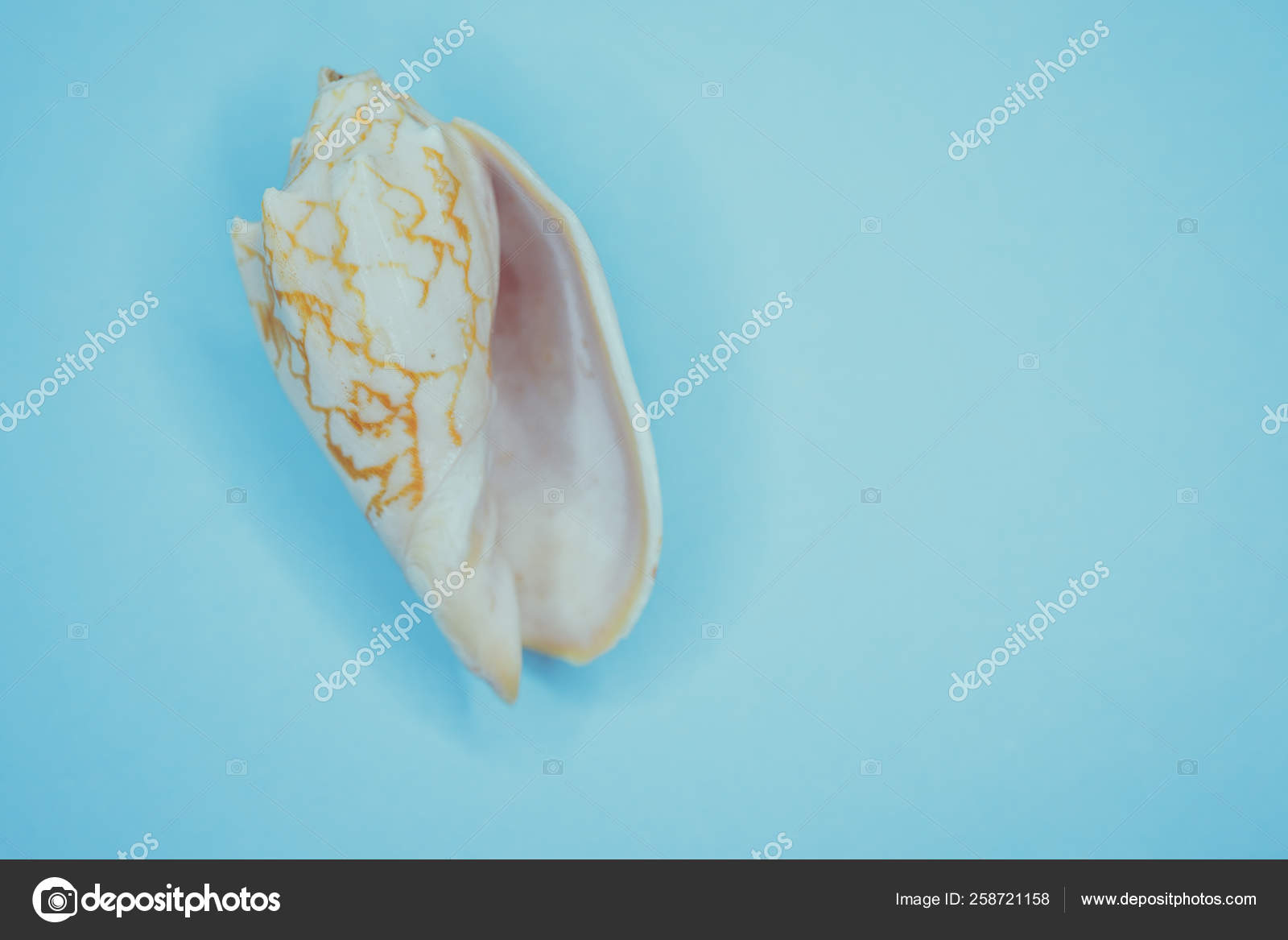 Sea Shells Blue Background — Stock Photo © aallm #258721158