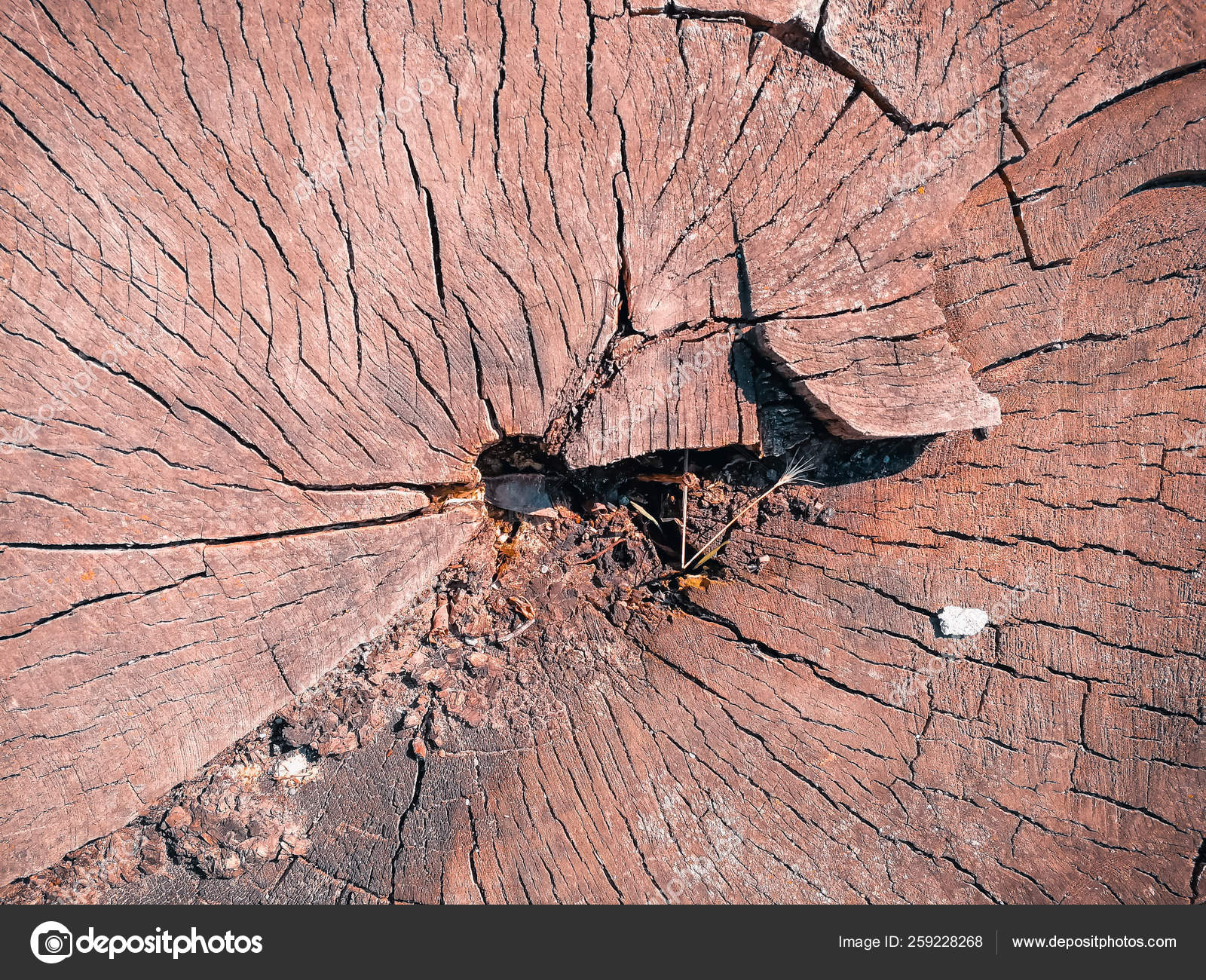Cut Wood Texture Background Stock Photo by ©aallm 259228268