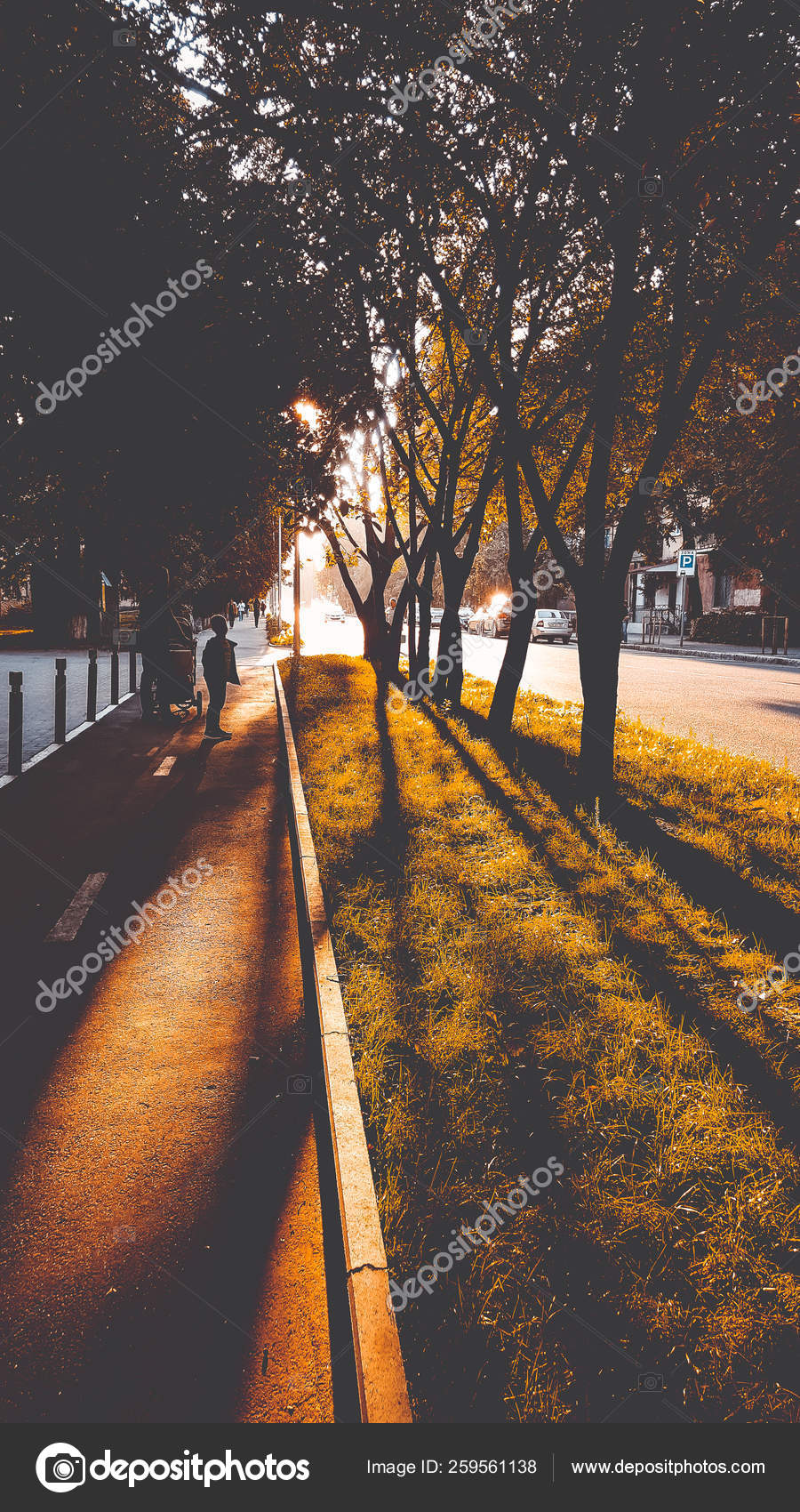 Beautiful street with trees Stock Photo by ©aallm 259561138