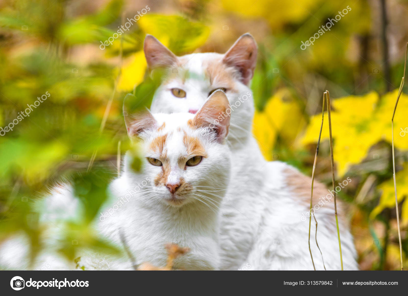Two Identical Cats Dense Grass Stock Photo by ©FellowNeko 313579842