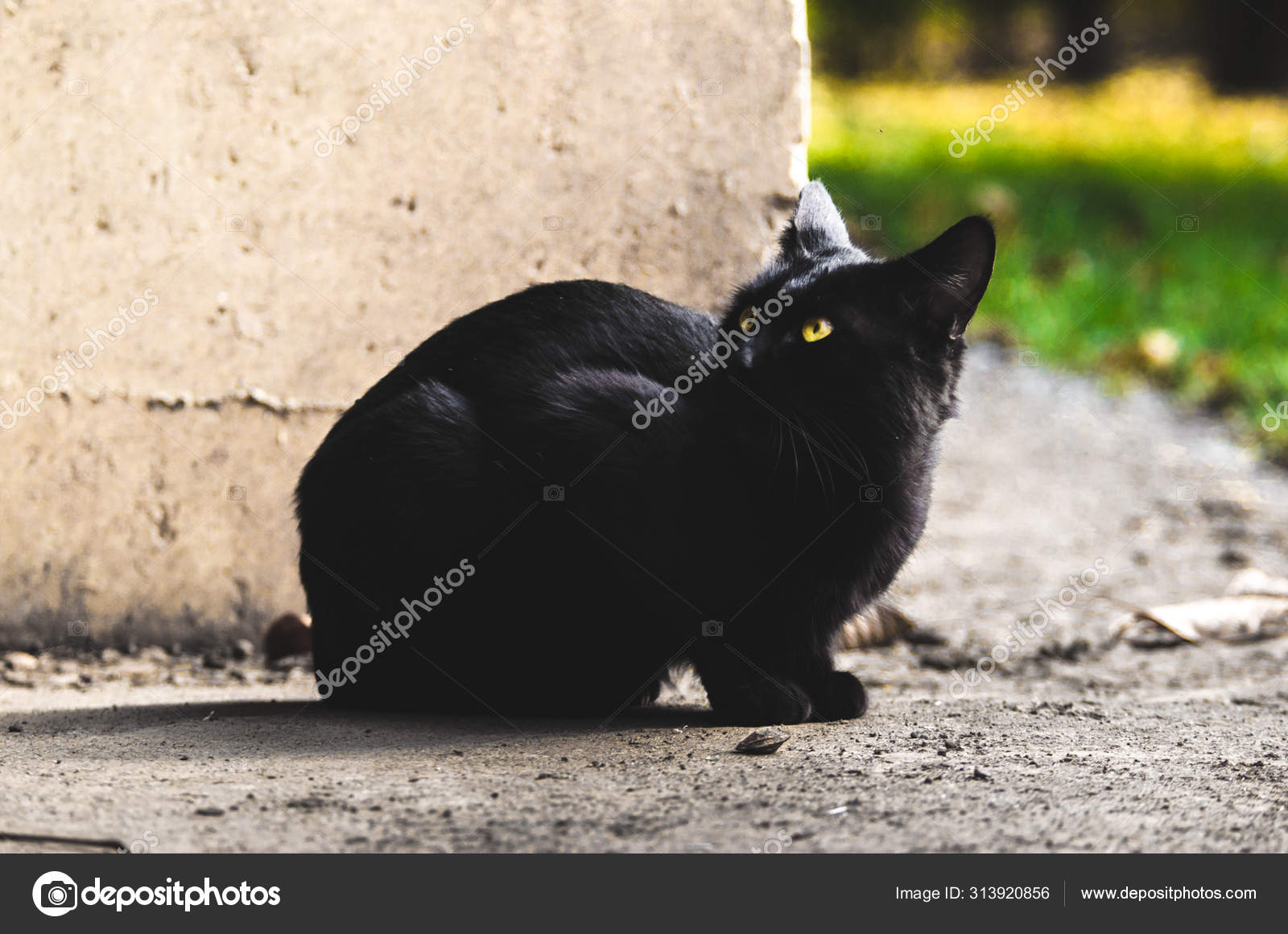 Black Cat Looks Very Scared — Stock Photo © FellowNeko #313920856