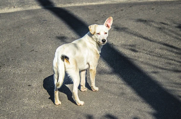 Metis Labrador Dog Runs Distance Sunny Day — Stock Photo © FellowNeko ...