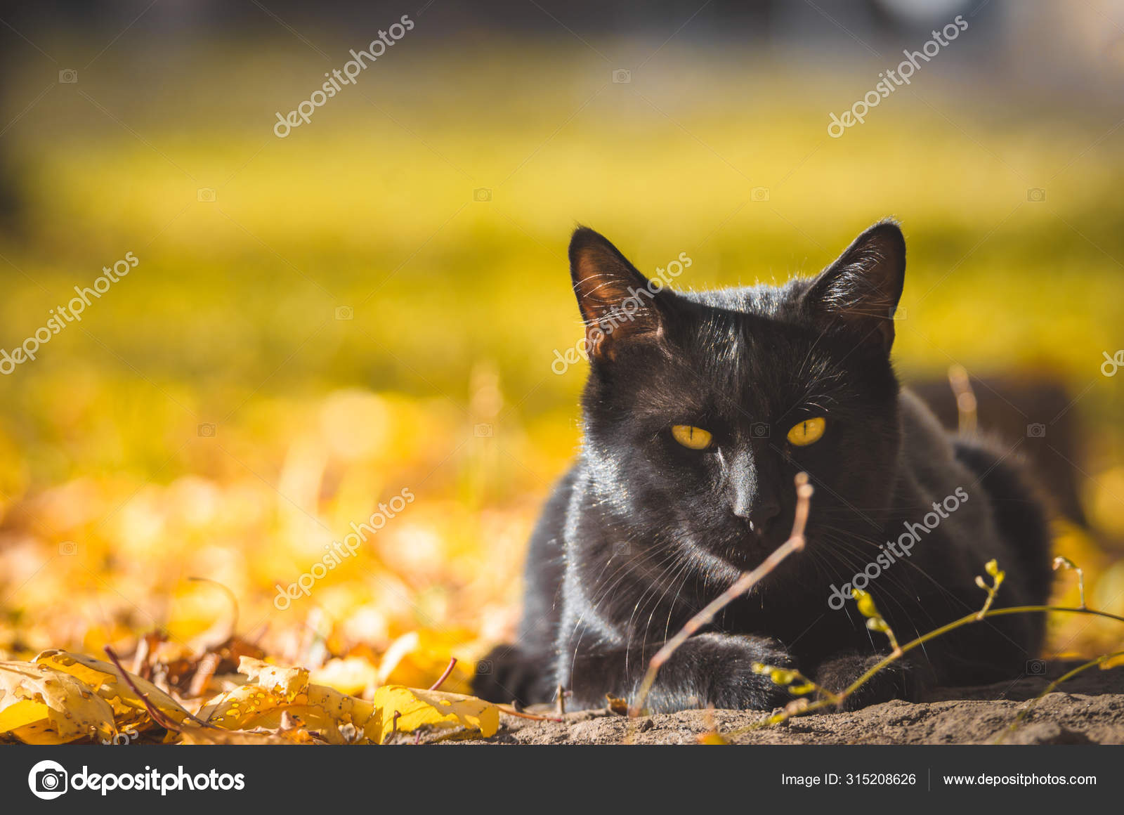 Black Cat Edge Frame Orange Tone — Stock Photo © FellowNeko #315208626