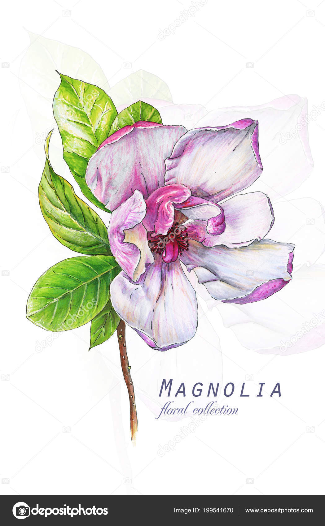 Magnolia Drawing Botanical