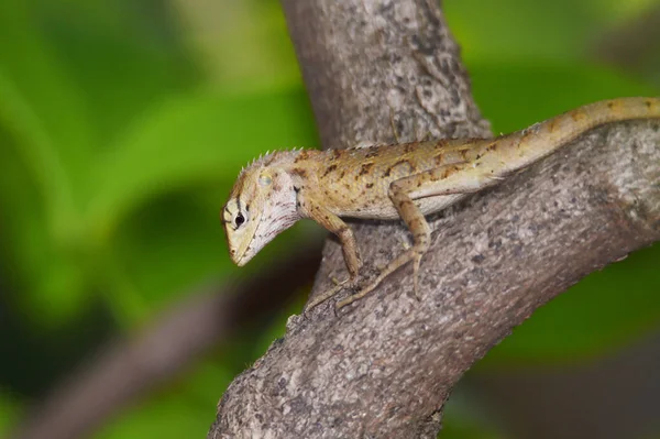 Yellow spotted lizard Stock Photos, Royalty Free Yellow spotted lizard ...