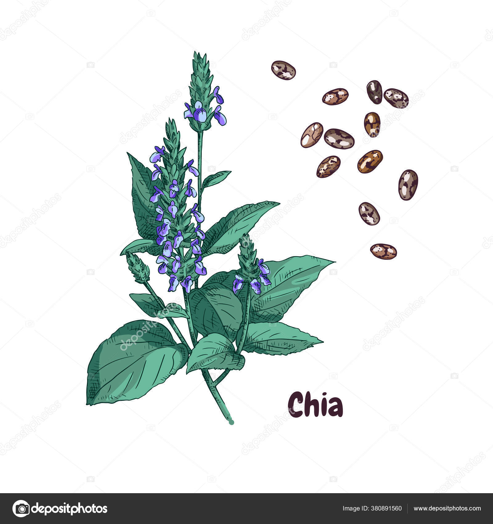 Hand Drawn Chia Plant Seeds Vector Illustration Retro Style Isolated ...