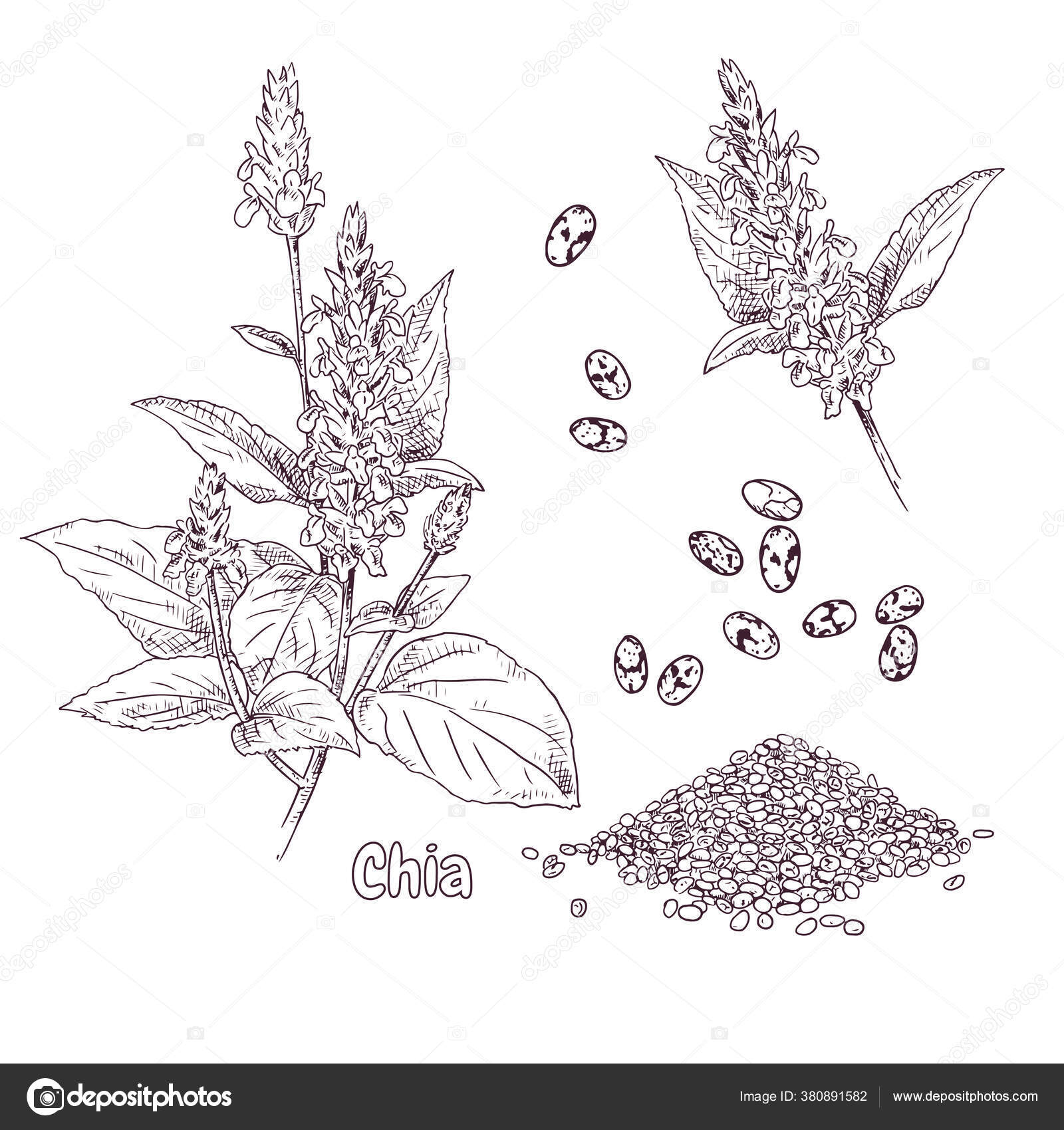 Hand Drawn Chia Plant Seeds Vector Illustration Retro Style Isolated ...