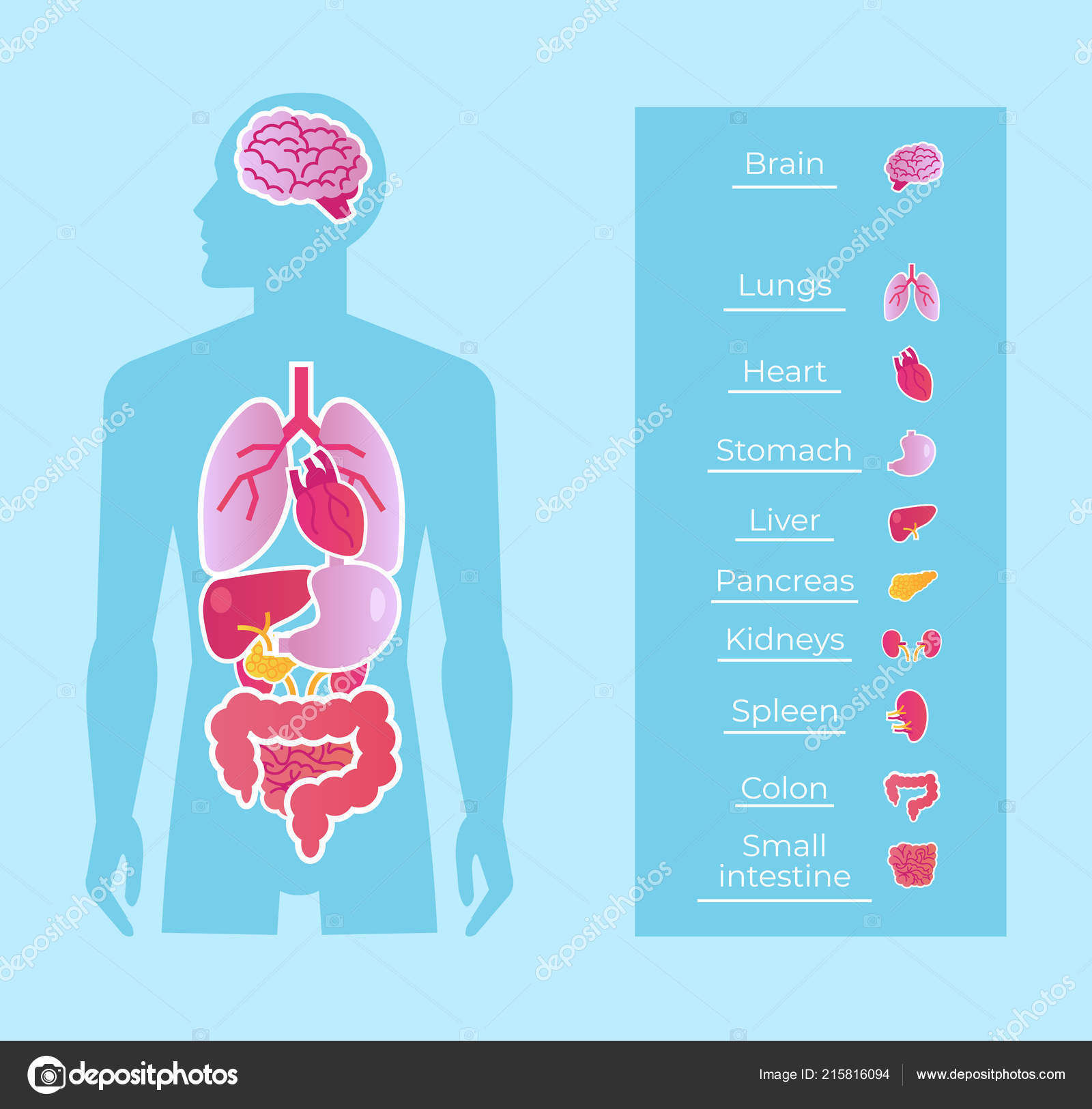 Human Man People Anatomy Internal Organs System Banner Poster Scheme ...