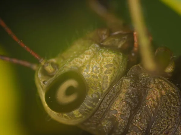 Insekter fra australia Stock Photos, Royalty Free Insekter fra ...