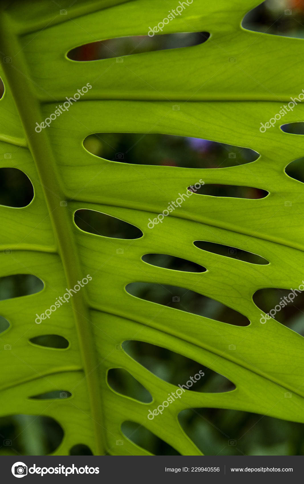 Monstera Deliciosa Hoja Monstera — Foto de stock #229940556 © Whitepointer