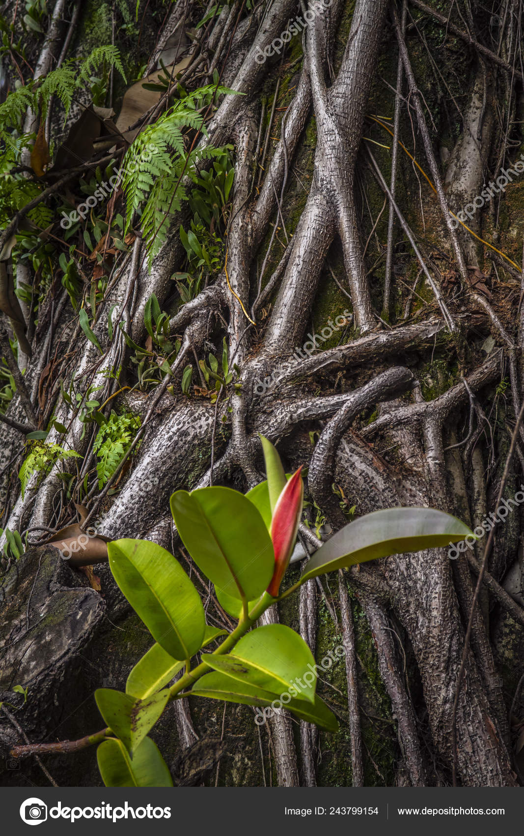 Ficus Elastica Multiple Aerial Buttressing Roots Close Picture — Stock ...